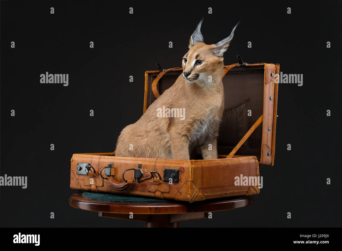 Beautiful caracal lynx over black background Stock Photo - Alamy
