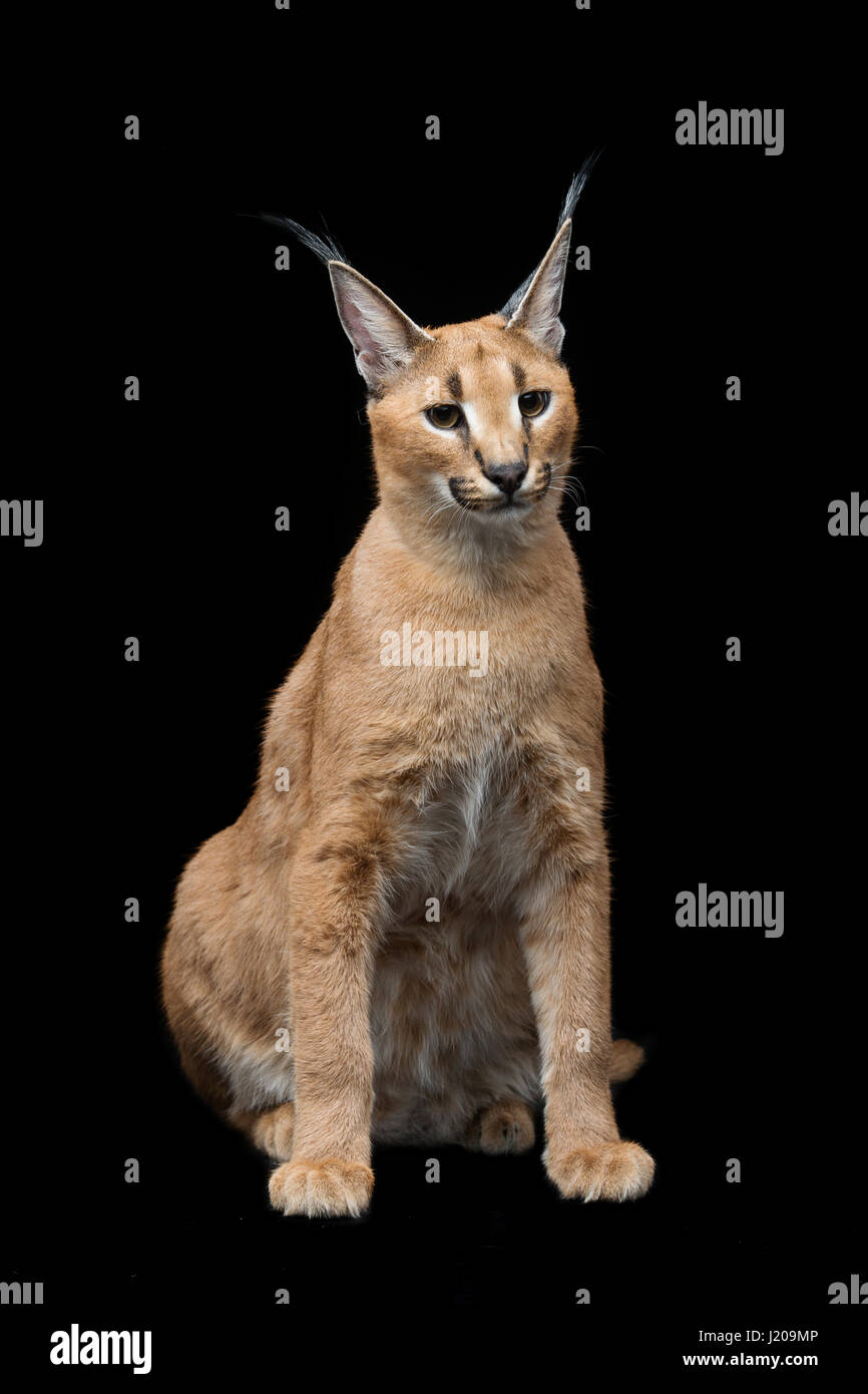 Egyptian lynx hi-res stock photography and images - Alamy