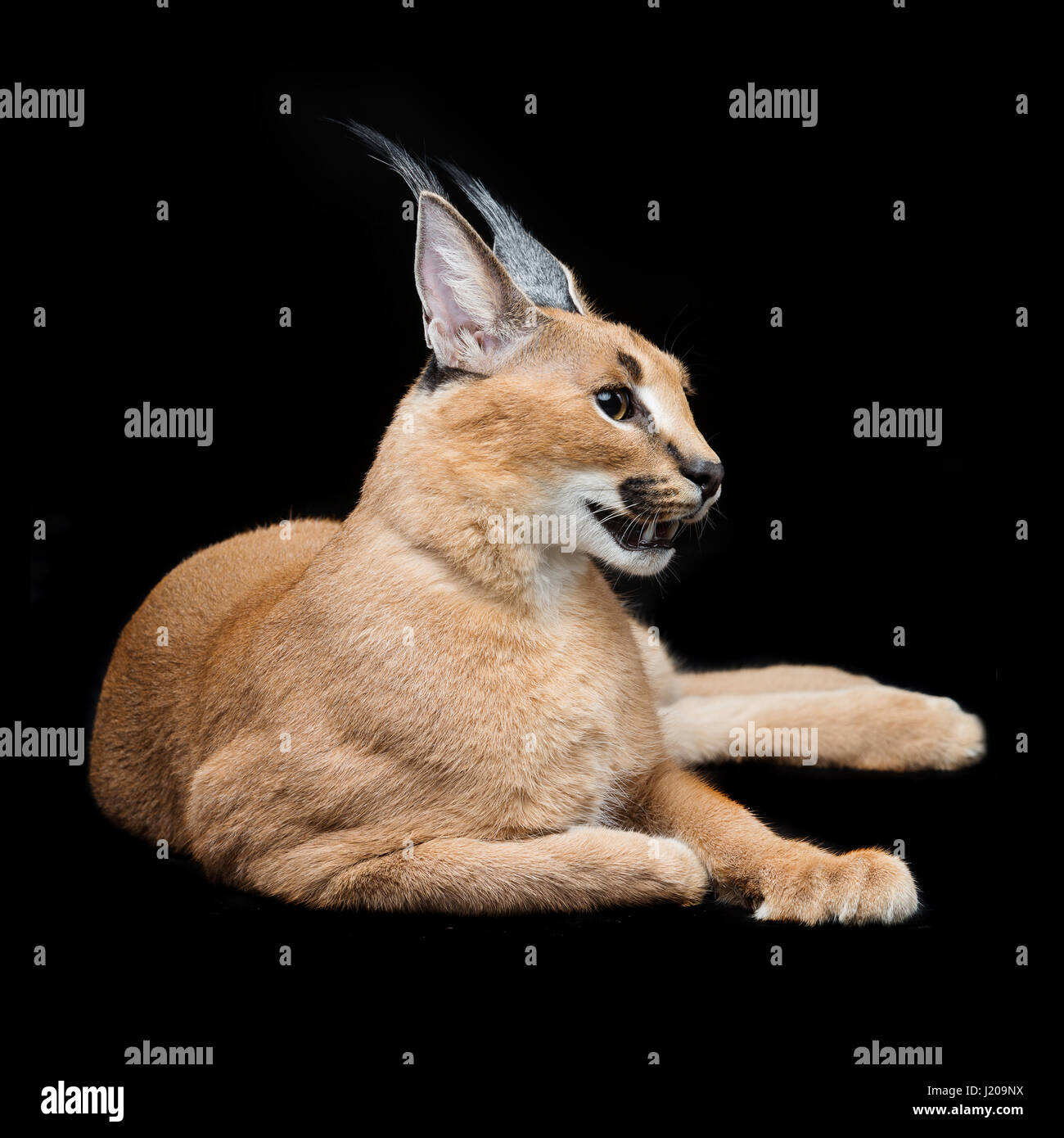 Beautiful caracal lynx over black background Stock Photo - Alamy