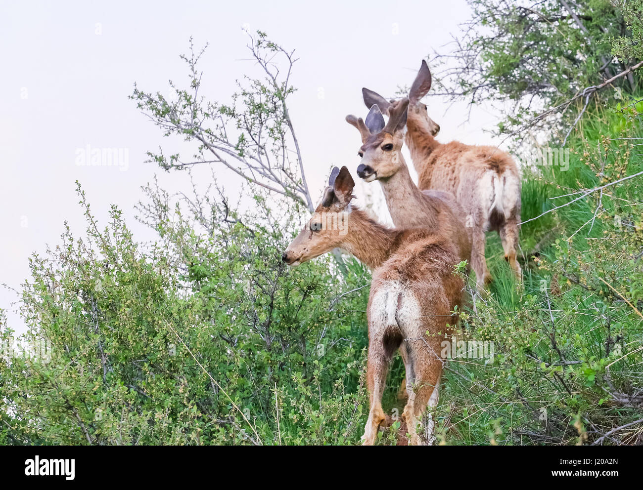 A group of three mule deer standing on a slope in the Rocky Mountains ...