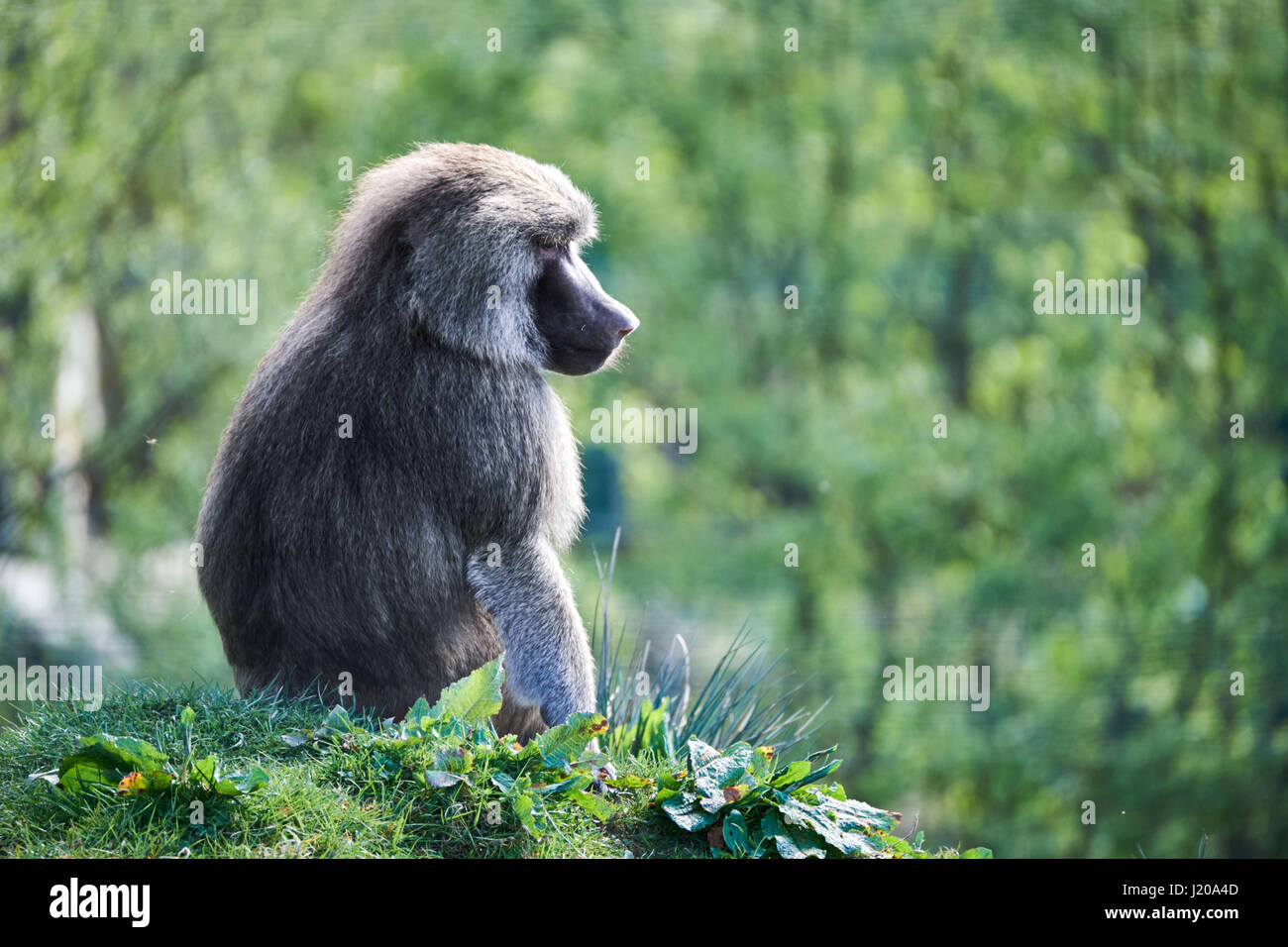 Male chacma baboon hi-res stock photography and images - Alamy