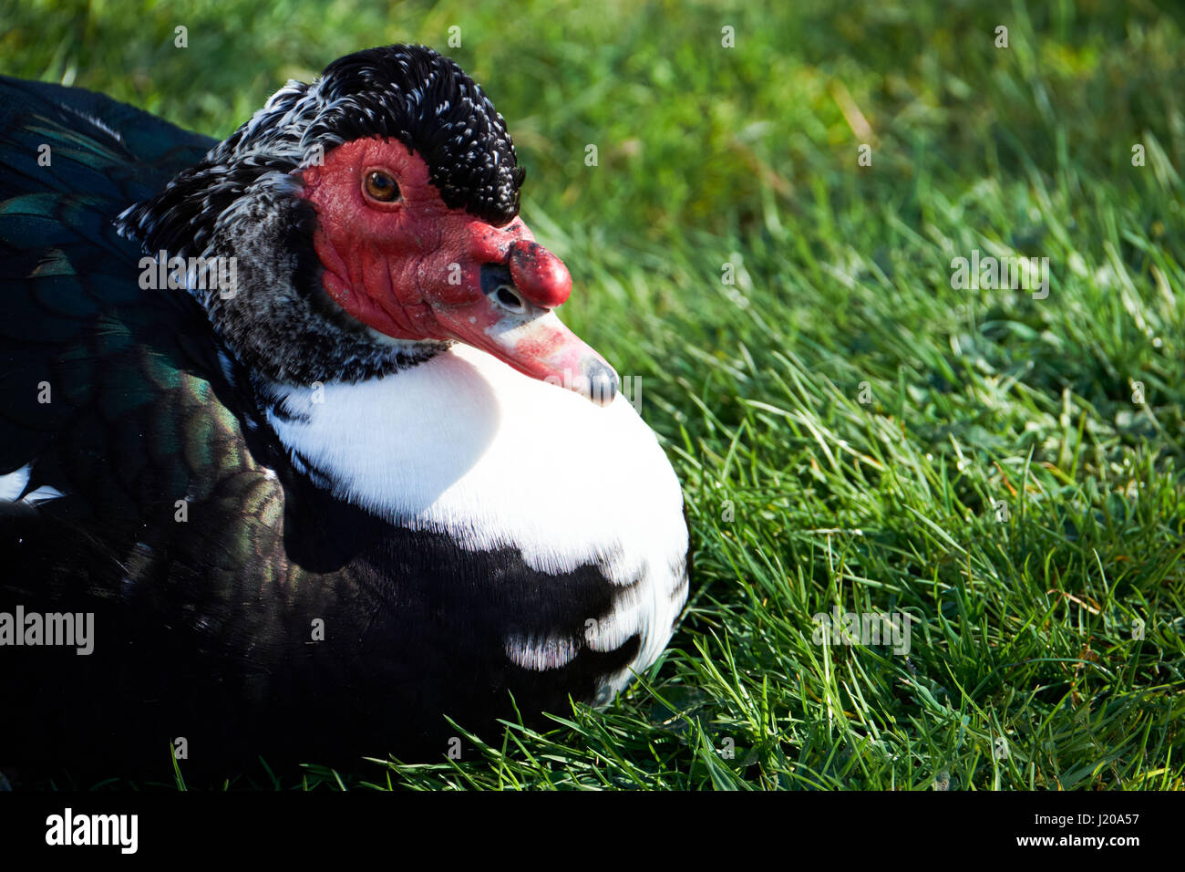 Barbary duck hi-res stock photography and images - Alamy