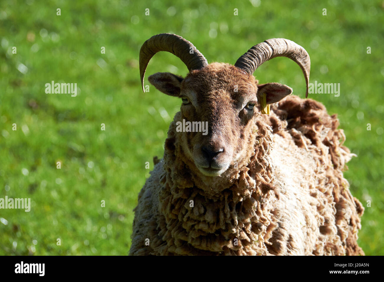 Dutch brown sheep hi-res stock photography and images - Alamy
