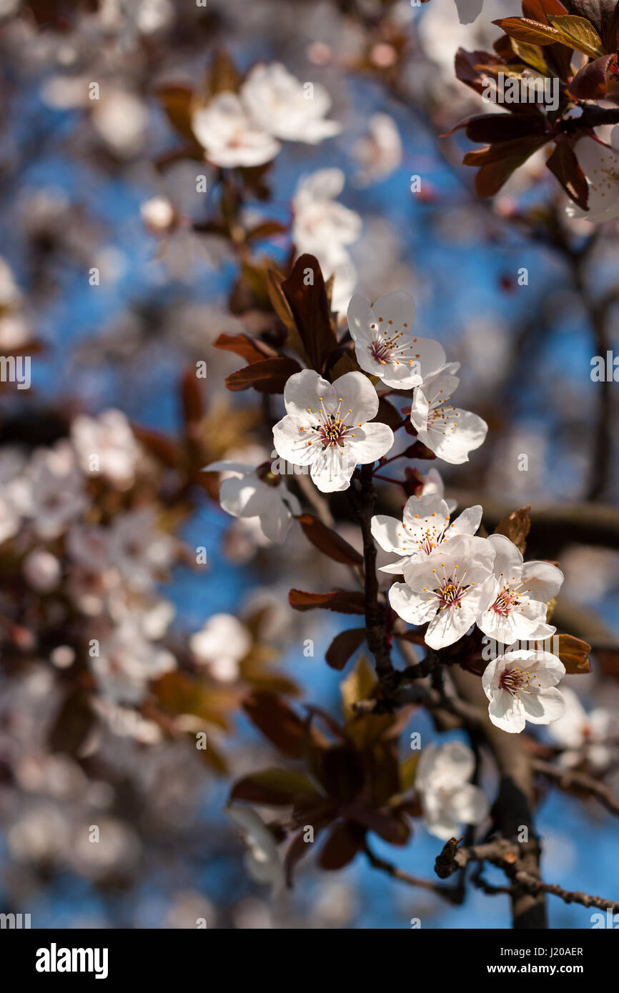 Blossom of the tree as the sign of spring time Stock Photo - Alamy