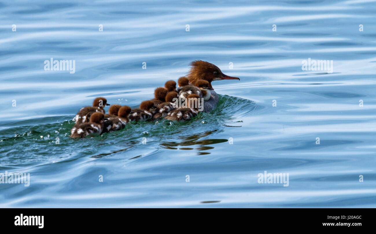 Female goosander, mergus merganser, and 12 babies on its back swimming ...