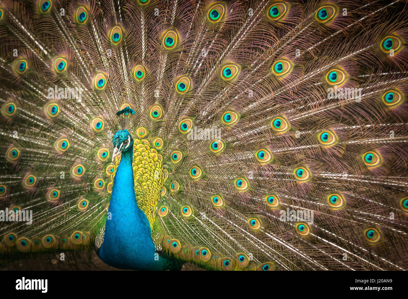 Peacock showing off his beautiful tail Stock Photo - Alamy