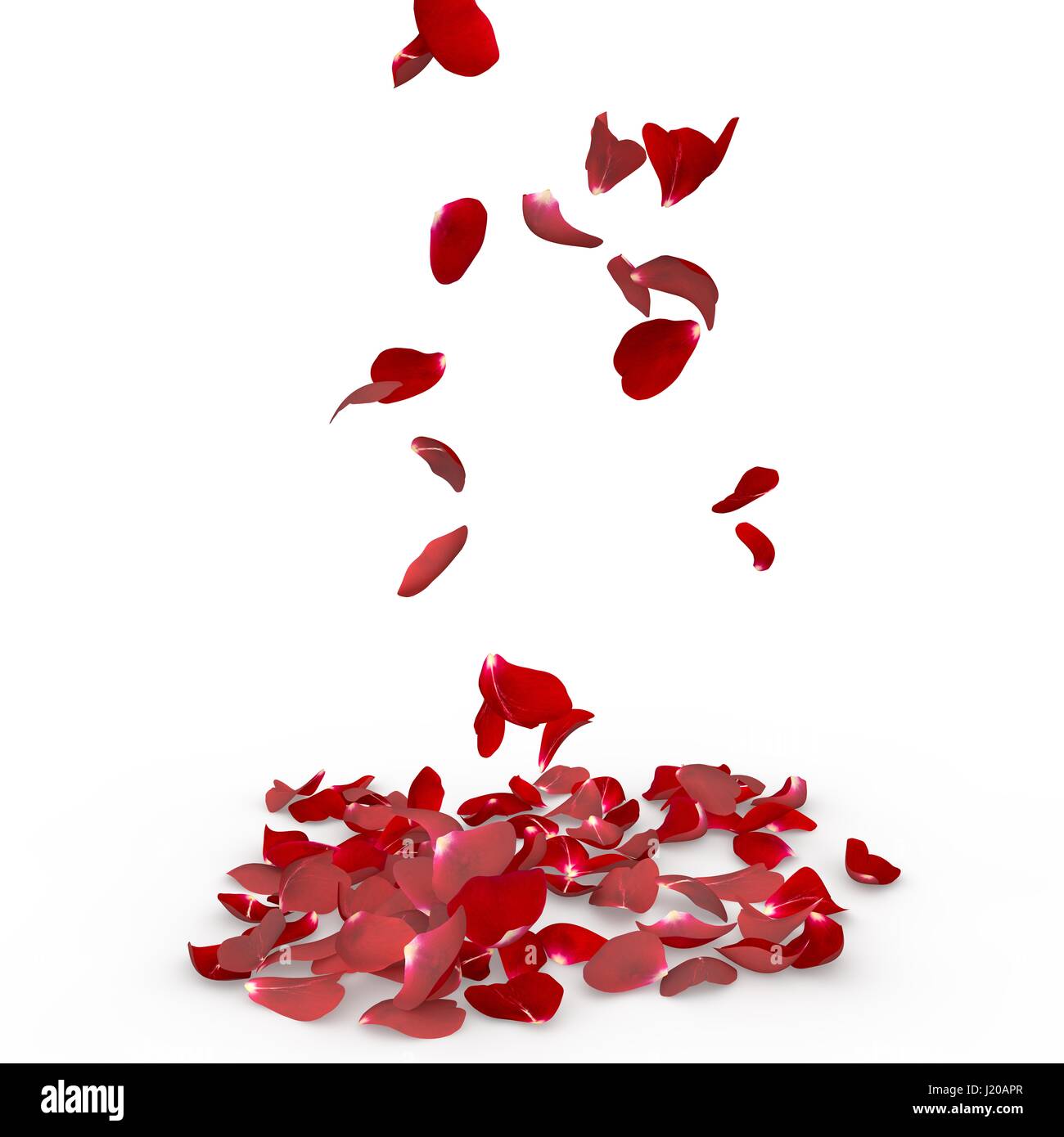 Rose petals fall to the floor. Isolated background Stock Photo - Alamy