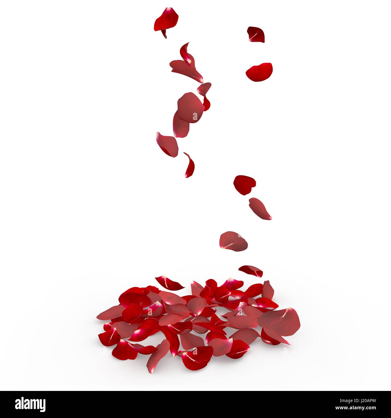 Rose petals fall to the floor. Isolated background Stock Photo - Alamy