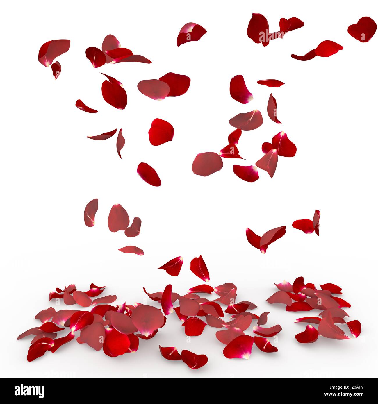 Rose petals fall to the floor. Isolated background Stock Photo - Alamy