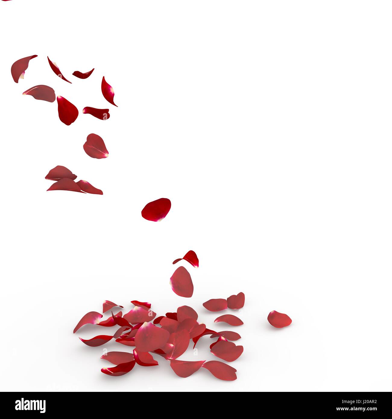 Rose petals fall to the floor. Isolated background Stock Photo - Alamy