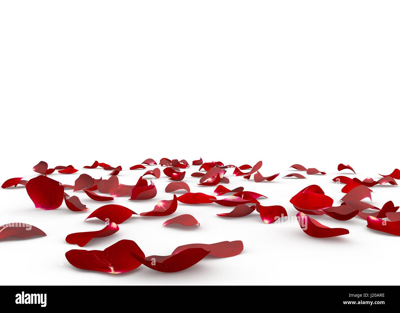 Rose petals fall to the floor. Isolated background Stock Photo - Alamy