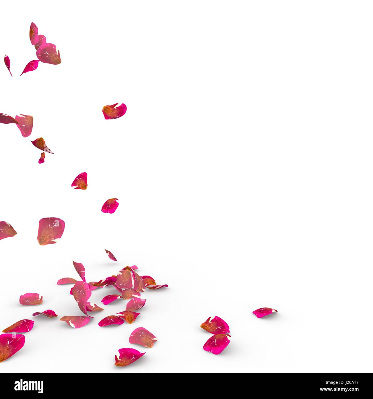 Rose petals fall to the floor. Isolated background Stock Photo - Alamy
