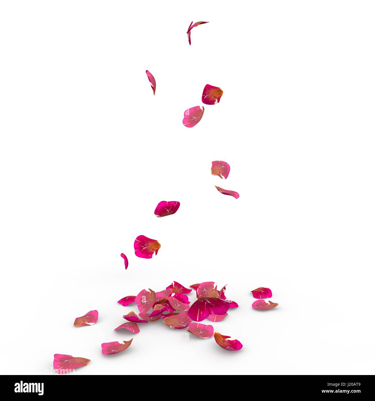 Rose petals fall to the floor. Isolated background Stock Photo - Alamy