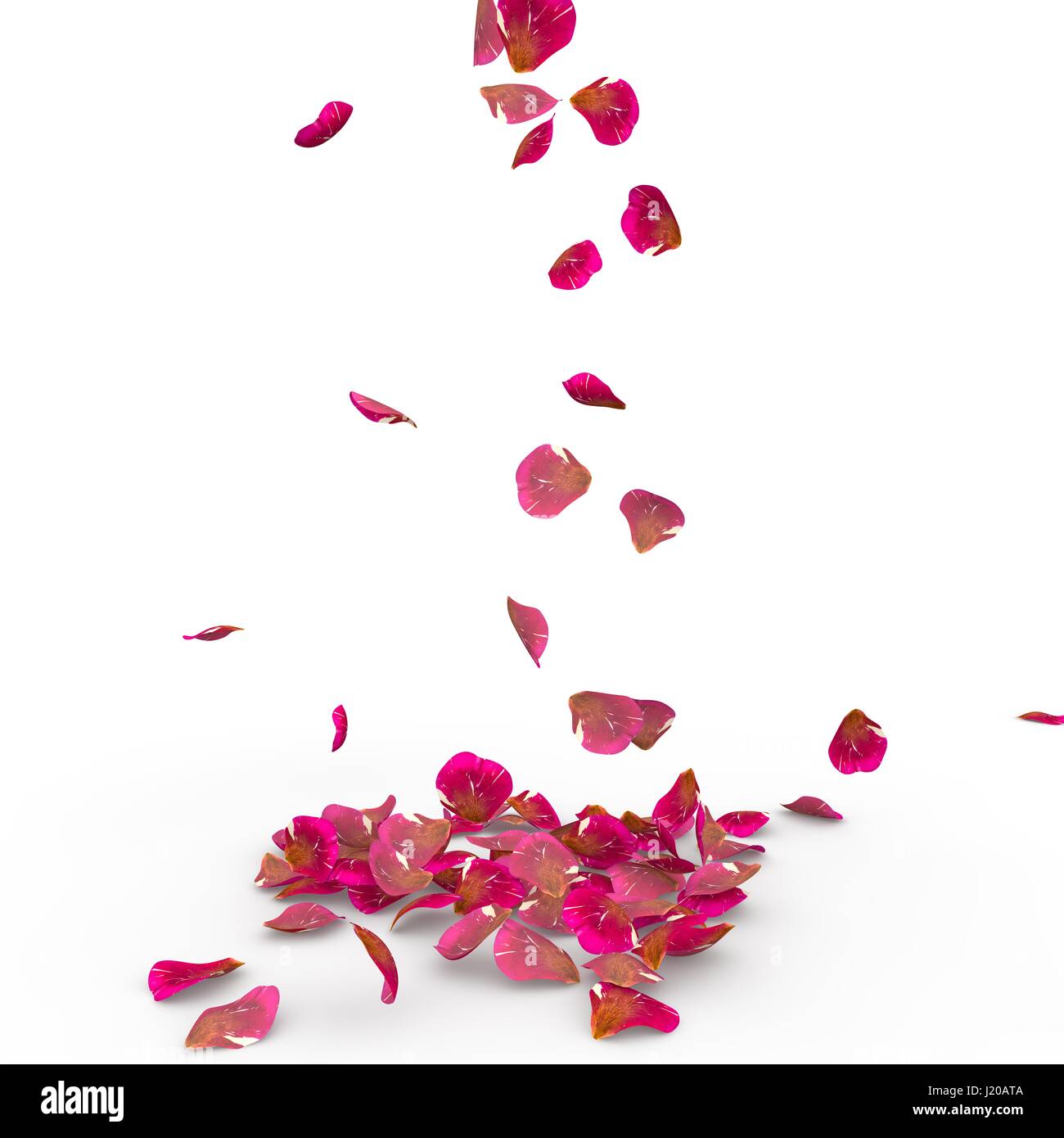 Rose petals fall to the floor. Isolated background Stock Photo - Alamy