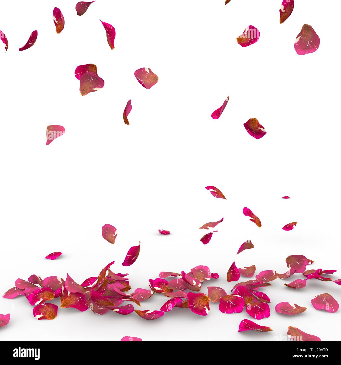 Rose petals fall to the floor. Isolated background Stock Photo - Alamy
