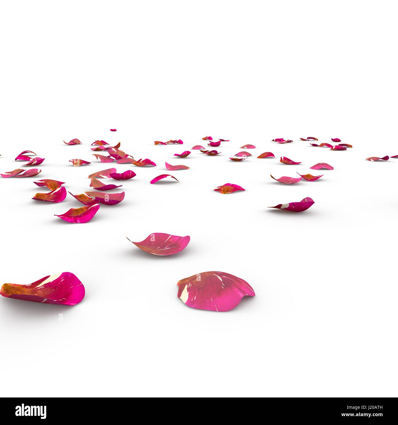 Rose petals fall to the floor. Isolated background Stock Photo - Alamy