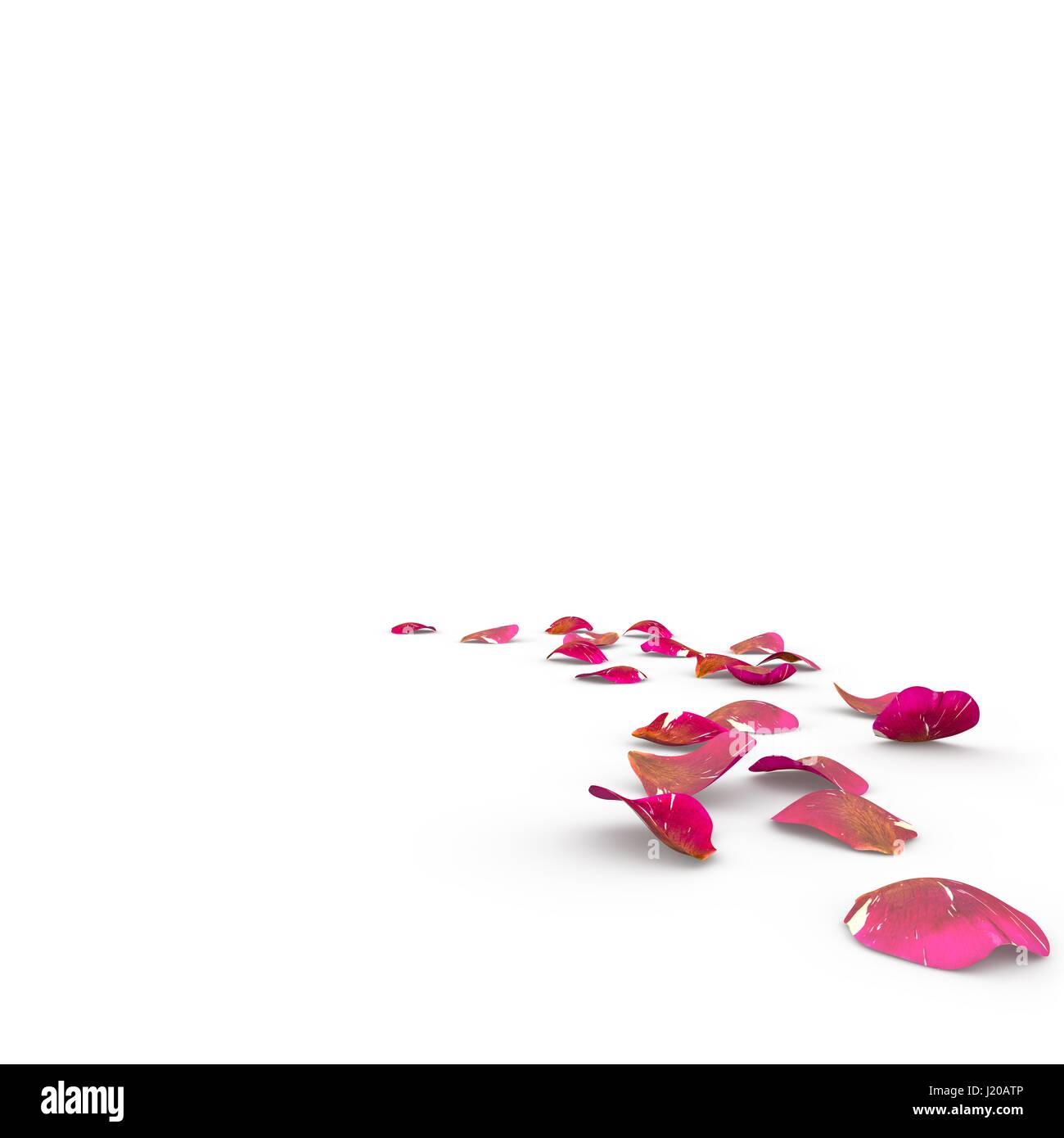 Rose petals fall to the floor. Isolated background Stock Photo - Alamy