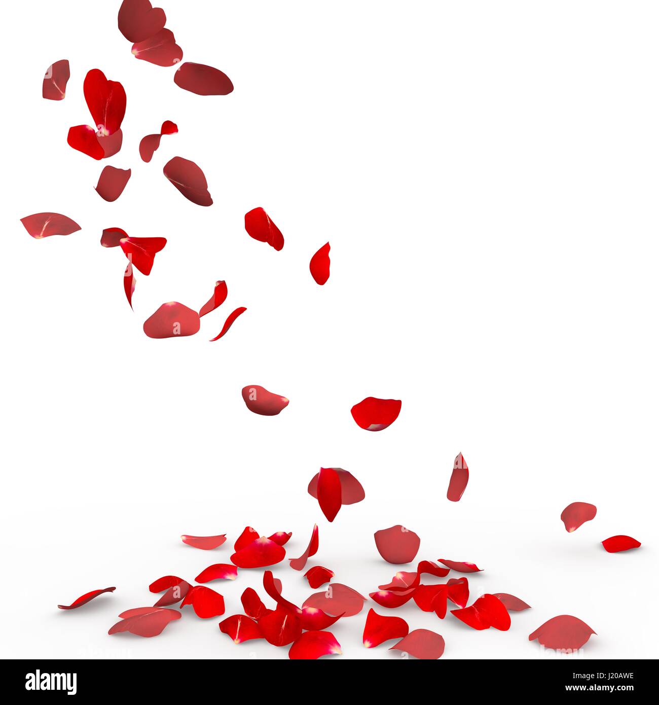 Rose petals fall to the floor. Isolated background Stock Photo - Alamy