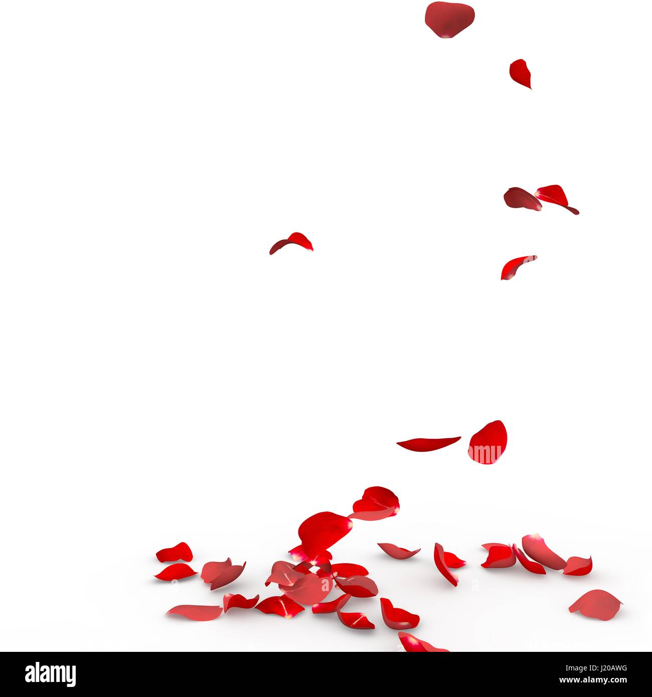 Rose petals fall to the floor. Isolated background Stock Photo - Alamy