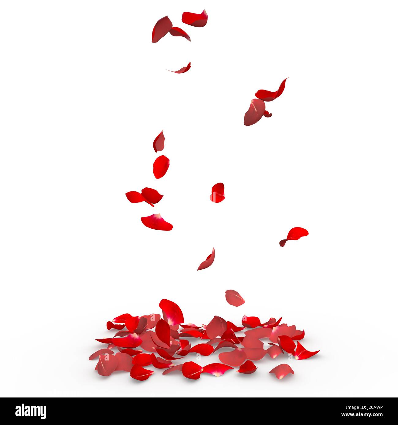 Rose petals fall to the floor. Isolated background Stock Photo - Alamy