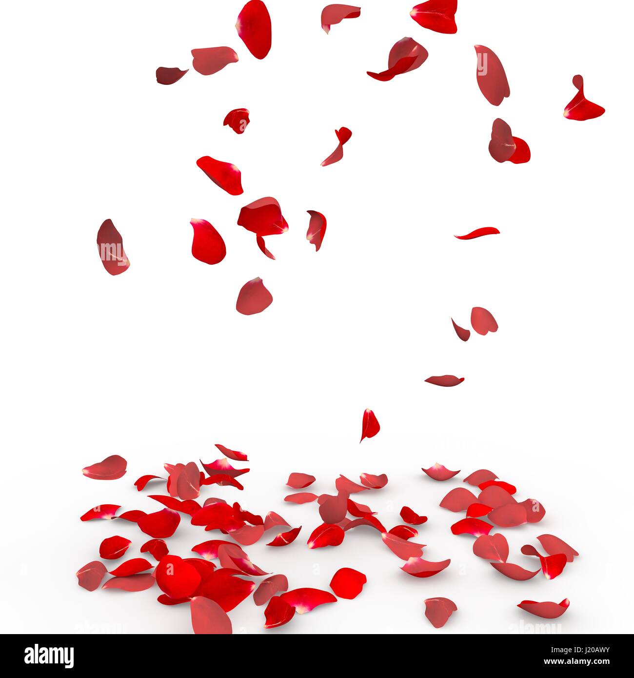 Rose petals fall to the floor. Isolated background Stock Photo - Alamy