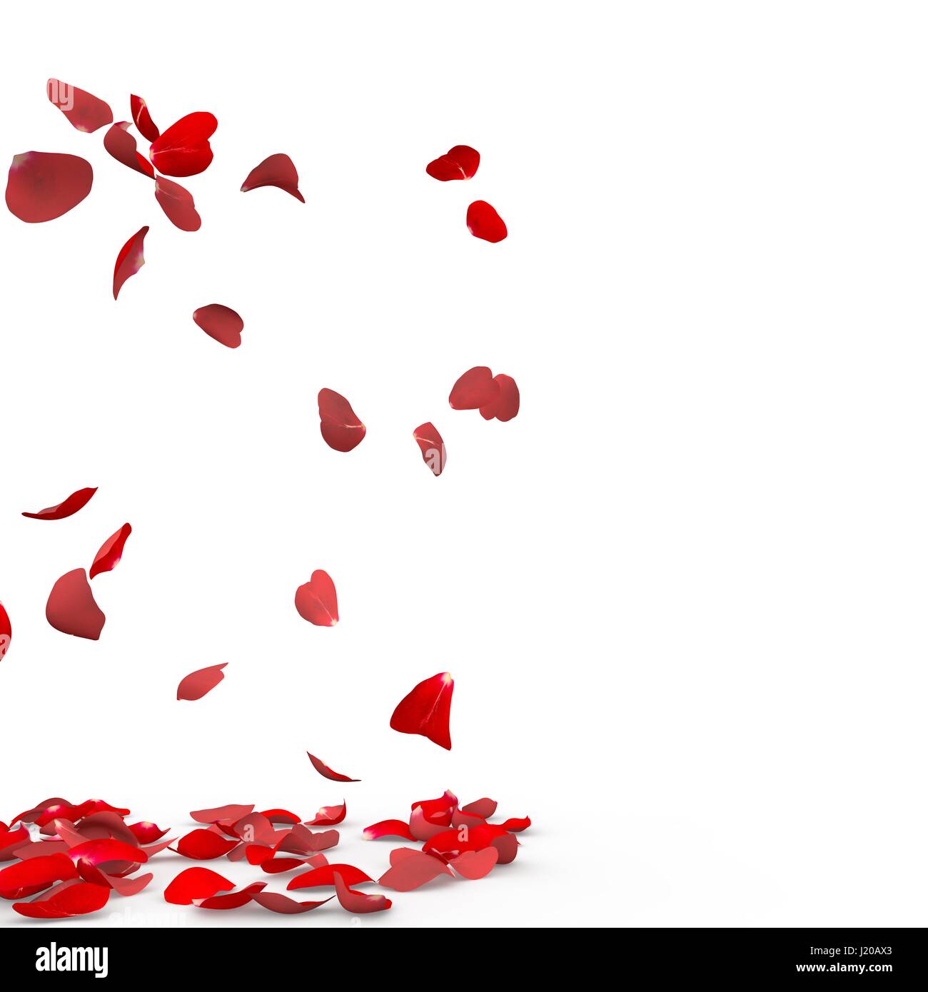Rose petals fall to the floor. Isolated background Stock Photo - Alamy
