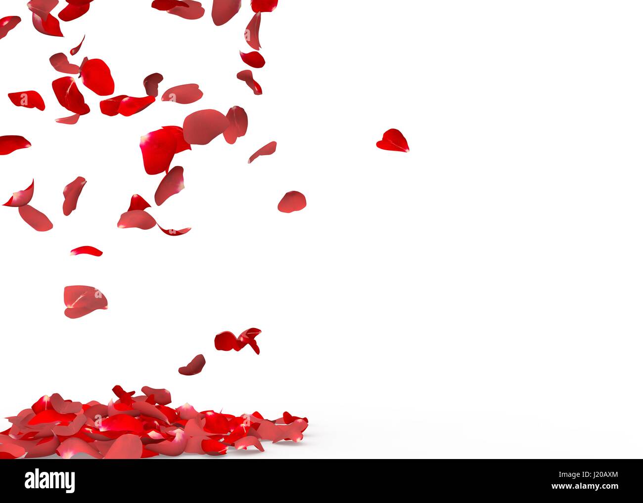 Rose petals fall to the floor. Isolated background Stock Photo - Alamy