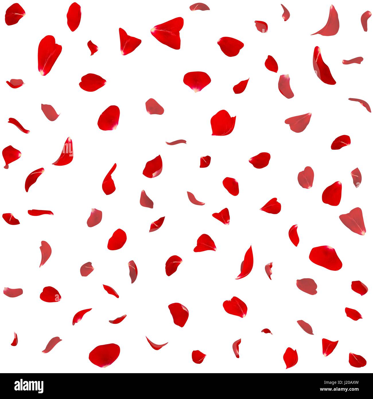 Seamless texture of red rose petals. Isolated background Stock Photo ...