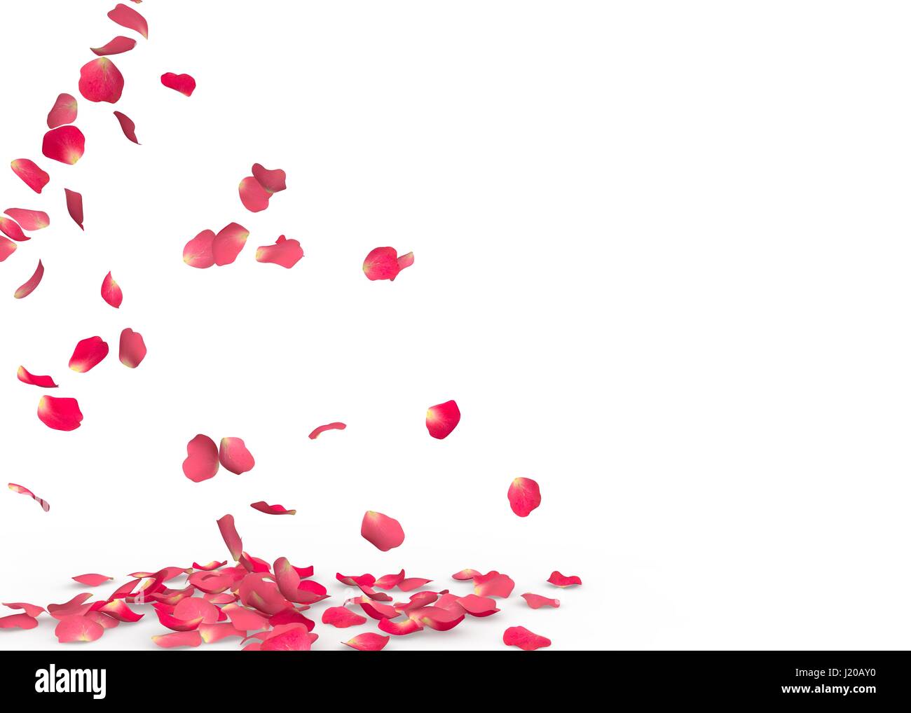 Rose petals fall to the floor. Isolated background Stock Photo - Alamy