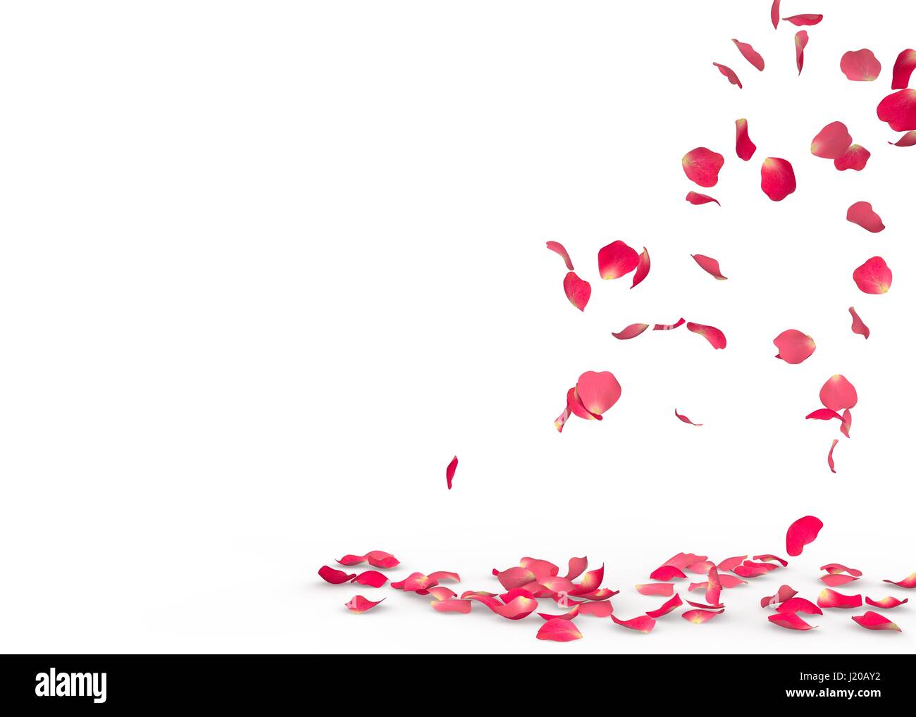 Rose petals fall to the floor. Isolated background Stock Photo - Alamy