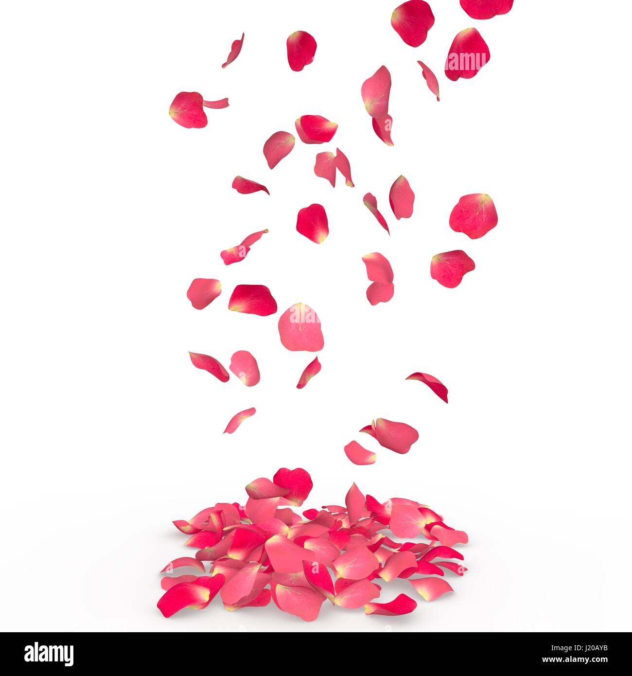 Rose petals fall to the floor. Isolated background Stock Photo - Alamy