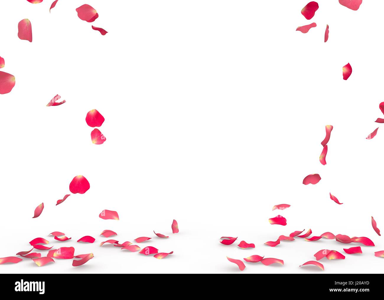 Rose petals fall to the floor. Isolated background Stock Photo - Alamy