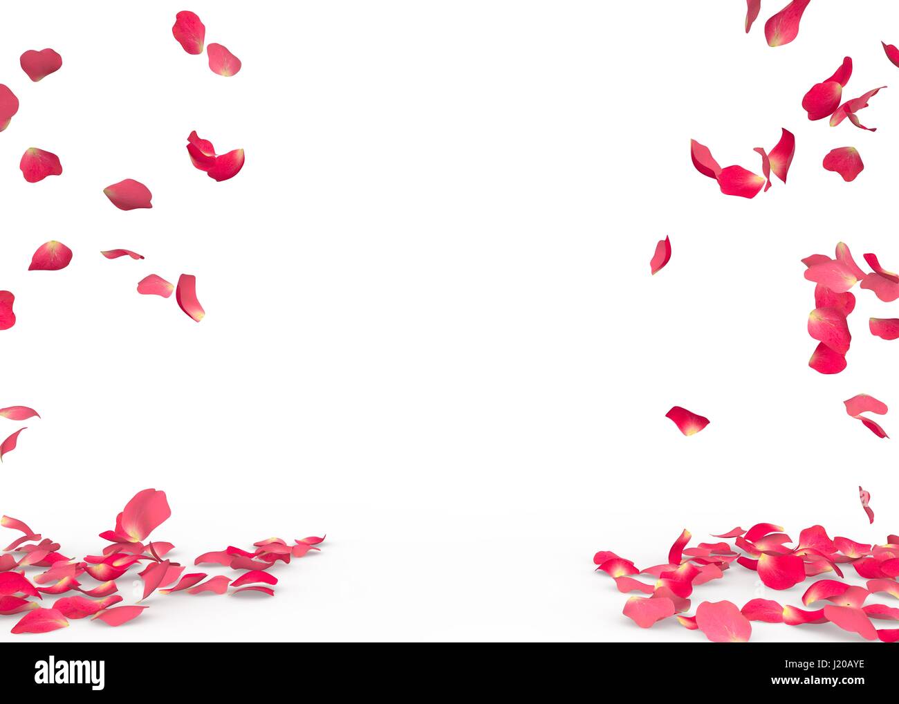 Rose petals fall to the floor. Isolated background Stock Photo - Alamy