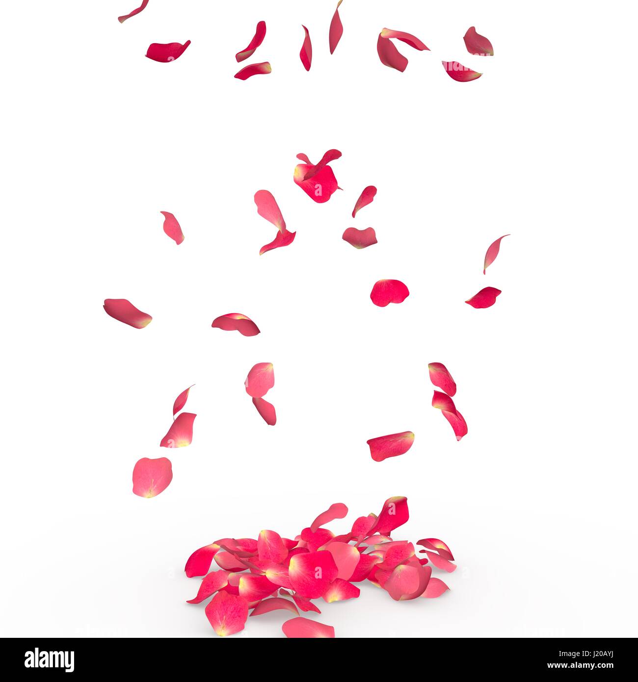 Rose petals fall to the floor. Isolated background Stock Photo - Alamy