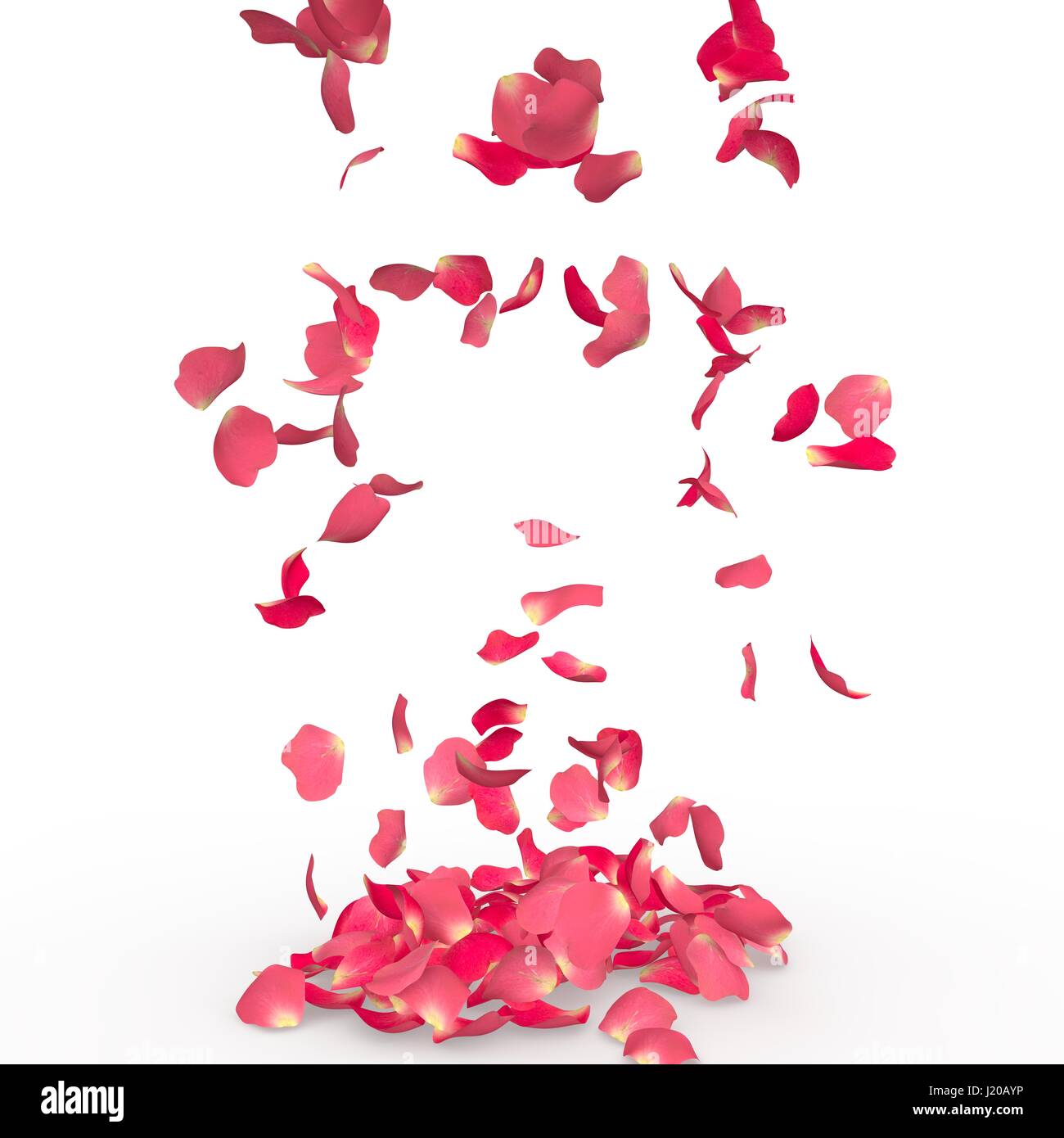 Rose petals fall to the floor. Isolated background Stock Photo - Alamy