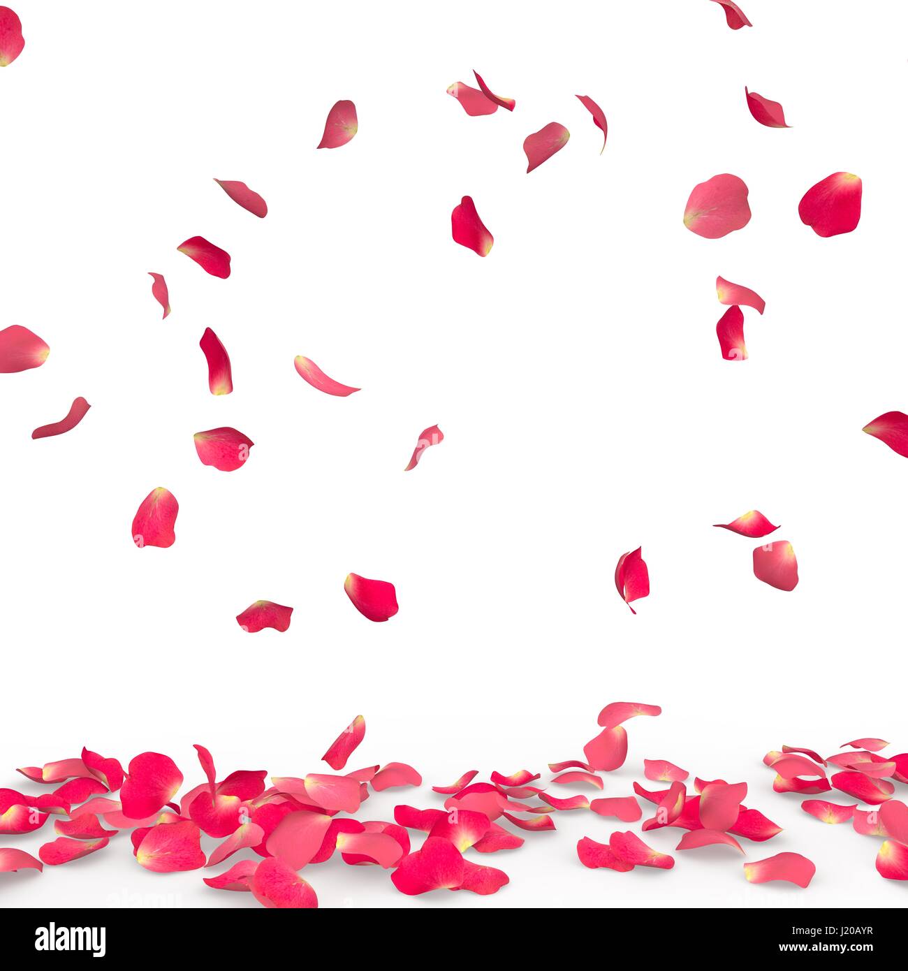 Rose petals fall to the floor. Isolated background Stock Photo - Alamy