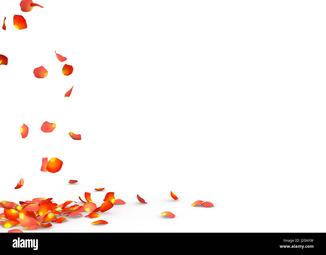 Rose petals fall to the floor. Isolated background Stock Photo - Alamy
