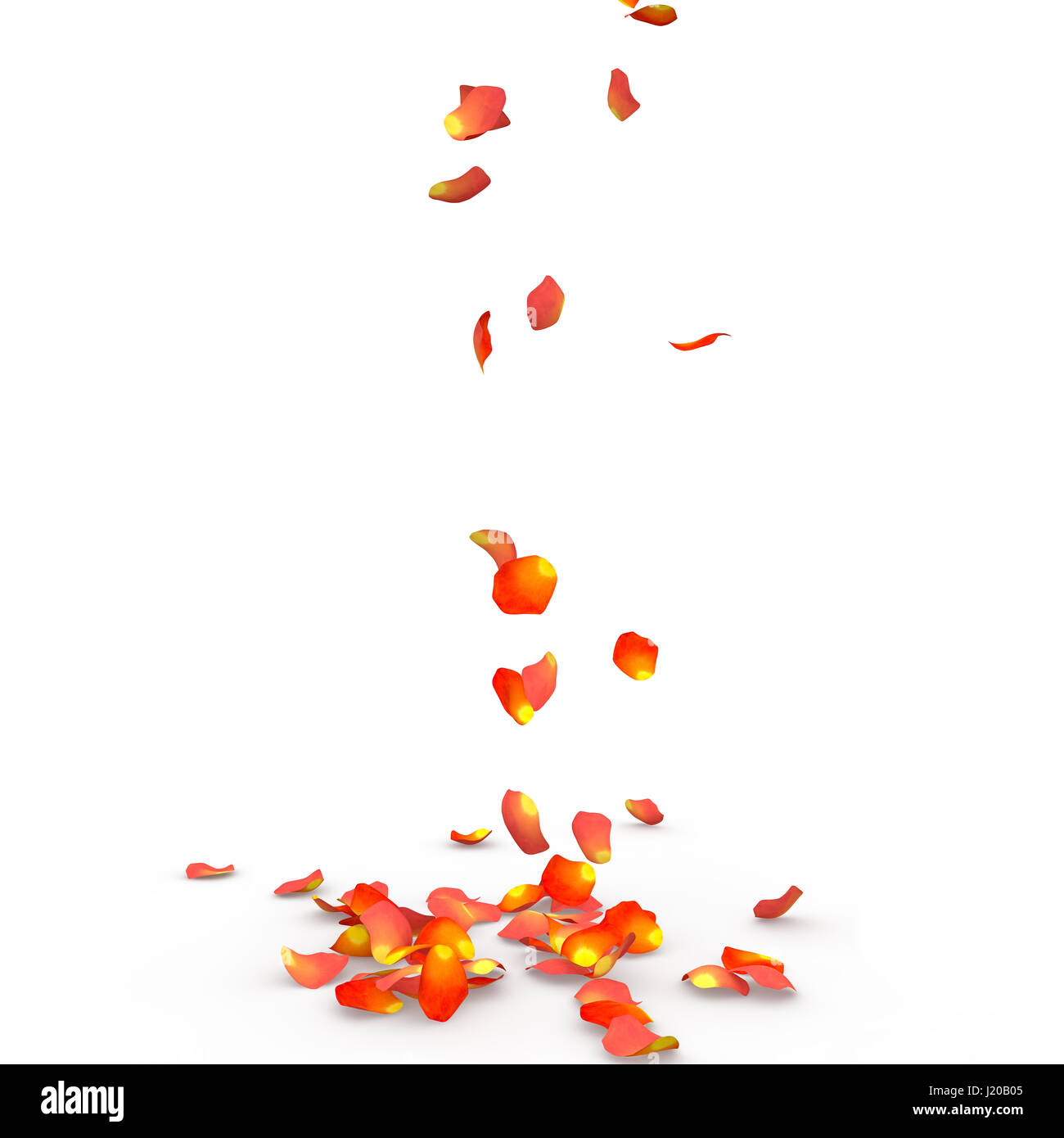 Rose petals fall to the floor. Isolated background Stock Photo - Alamy
