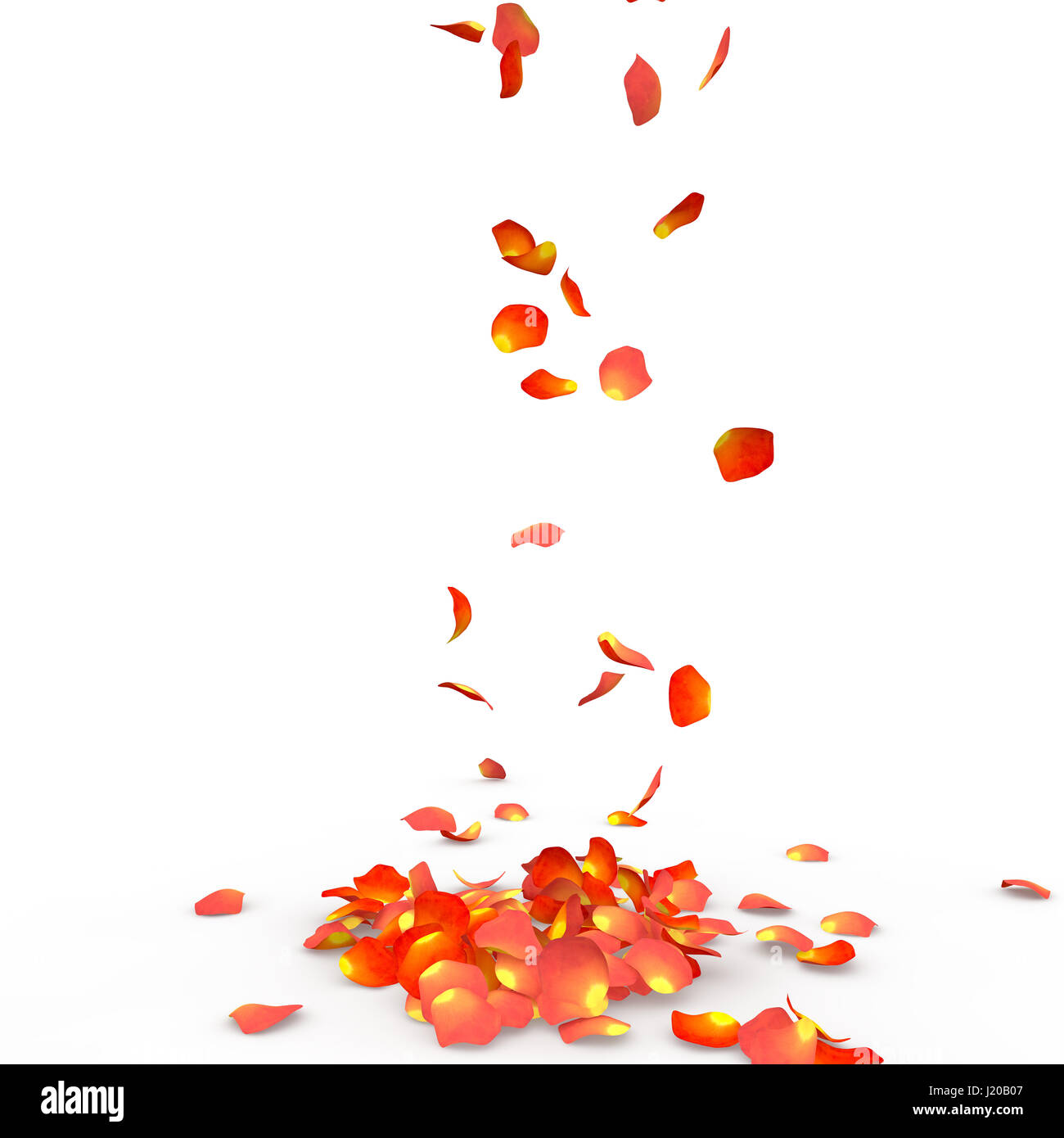 Rose petals fall to the floor. Isolated background Stock Photo - Alamy