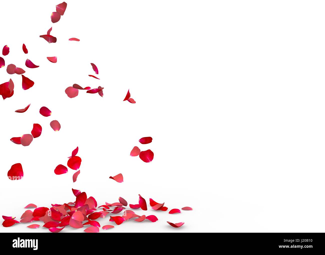 Rose petals fall to the floor. Isolated background Stock Photo - Alamy