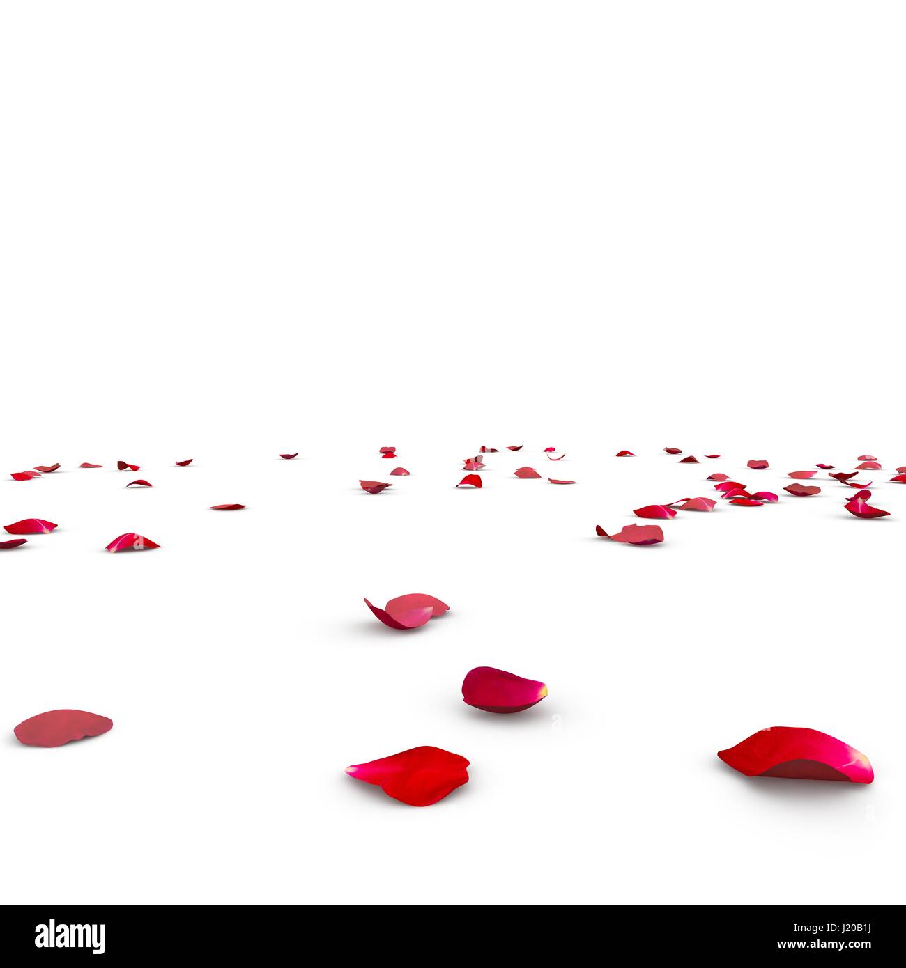 Rose petals fall to the floor. Isolated background Stock Photo - Alamy