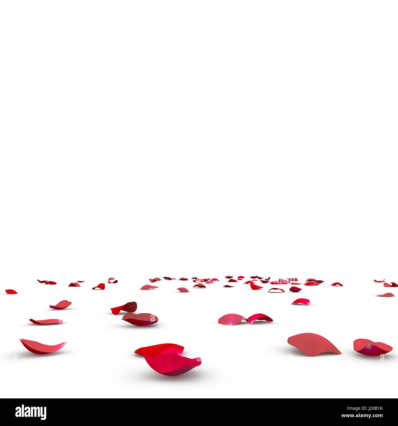 Rose petals fall to the floor. Isolated background Stock Photo - Alamy