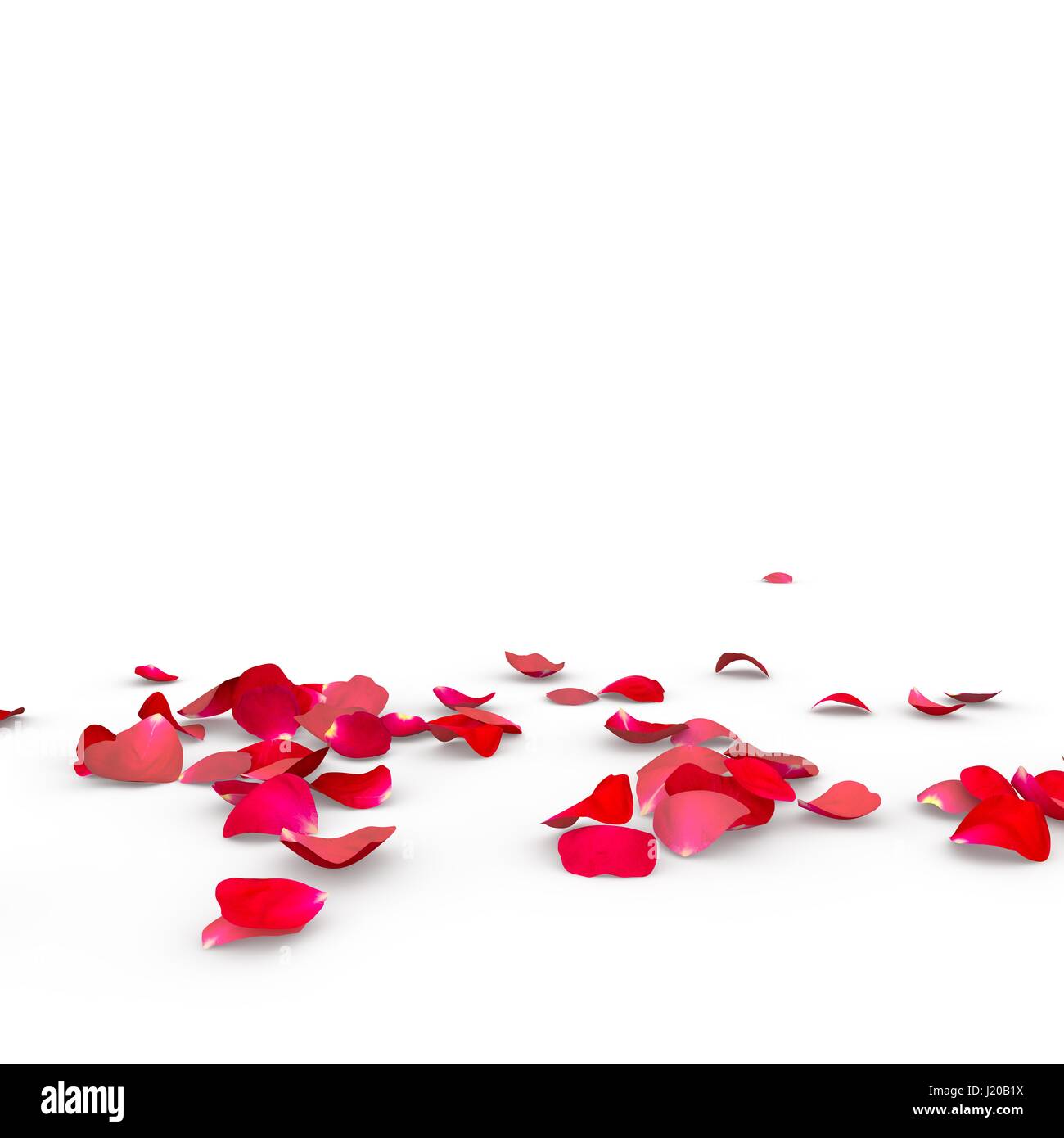 Rose petals fall to the floor. Isolated background Stock Photo - Alamy