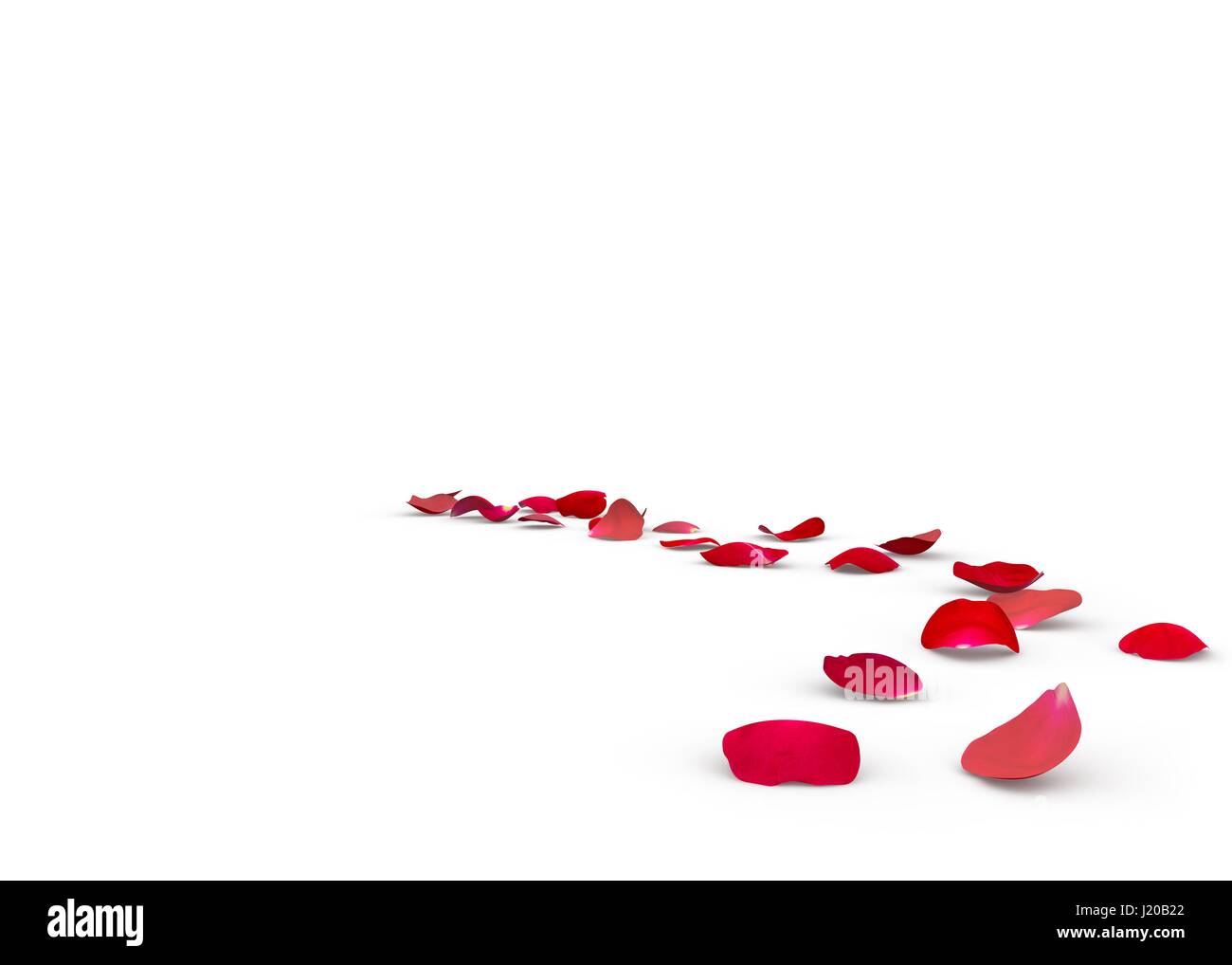 Rose petals fall to the floor. Isolated background Stock Photo - Alamy