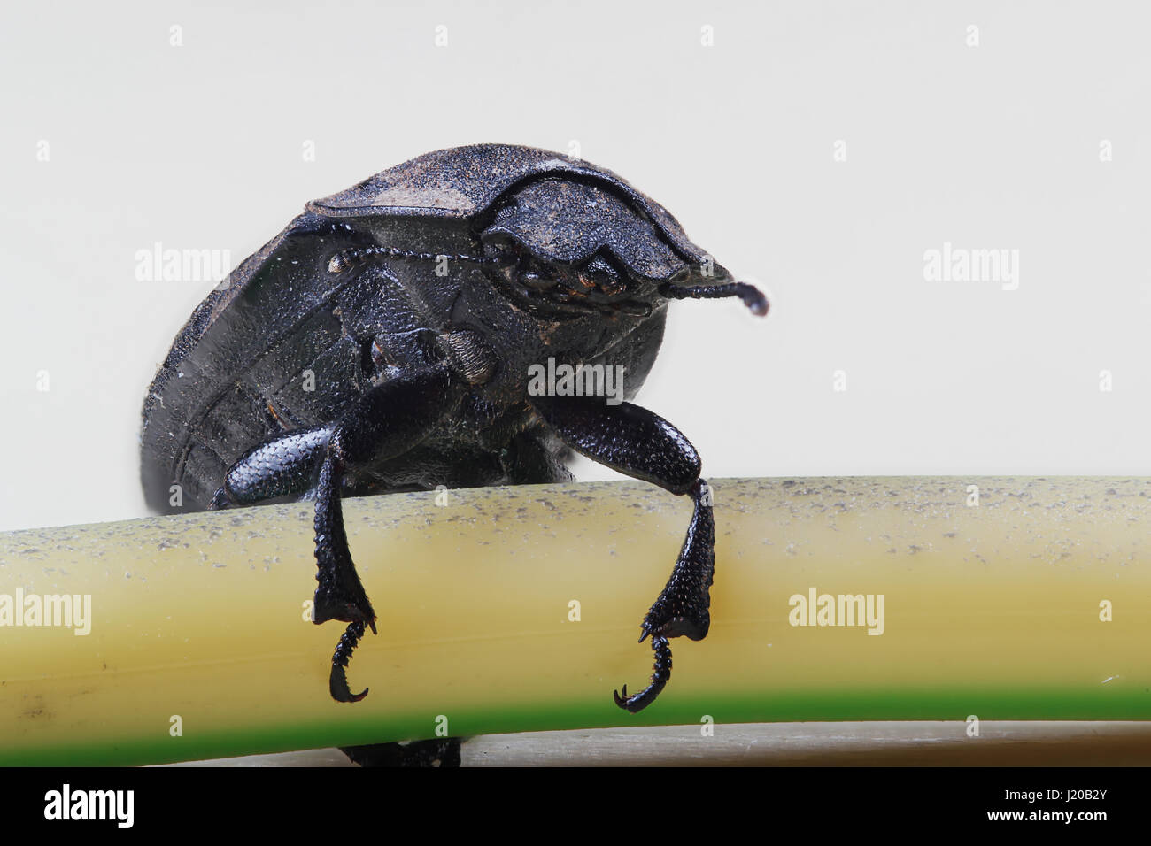 Beetle wire in the macro scale. Photo taken by the method of stacking ...