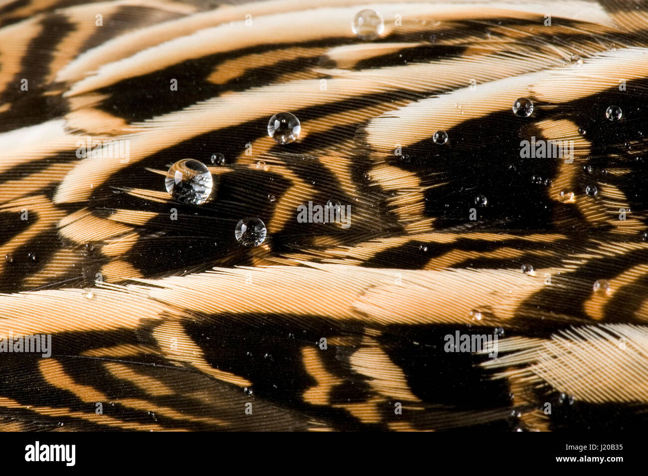 waterdrops on feathers of common snipe Stock Photo - Alamy
