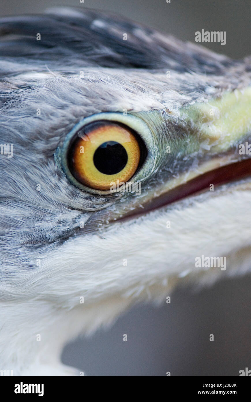 Eye of Grey Heron Stock Photo - Alamy