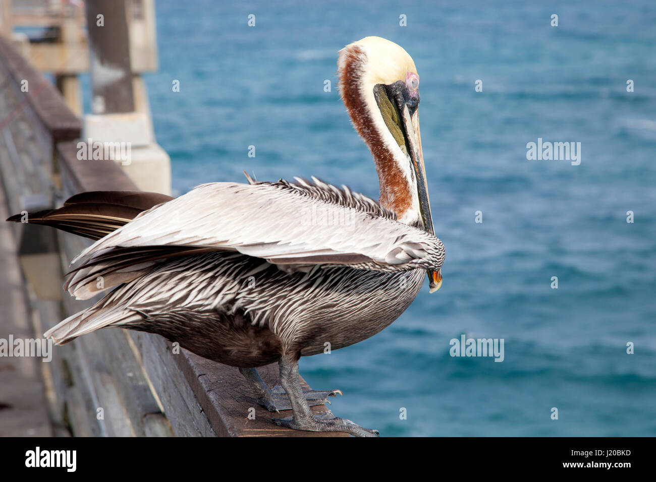 Pelican sitting hi-res stock photography and images - Alamy