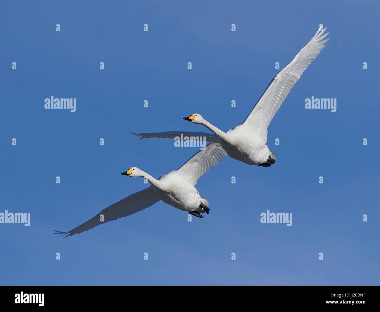 Whooper swans in flight with blue skies in the background Stock Photo ...