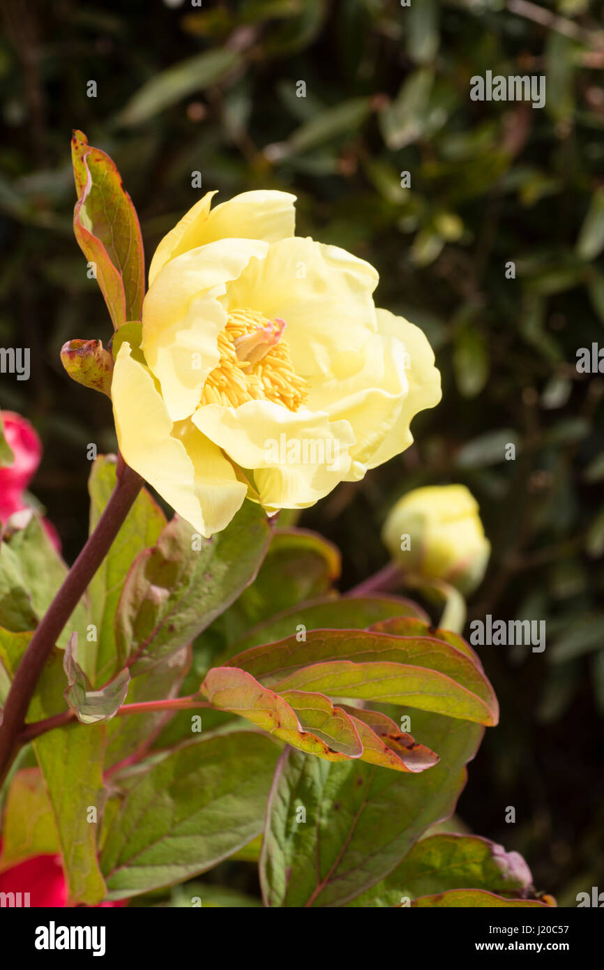 Molly hi-res stock photography and images - Alamy